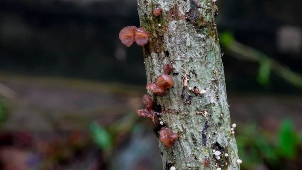 Amber Jelly Roll Fungus: Identification, Foraging, and Uses - Mushroom ...