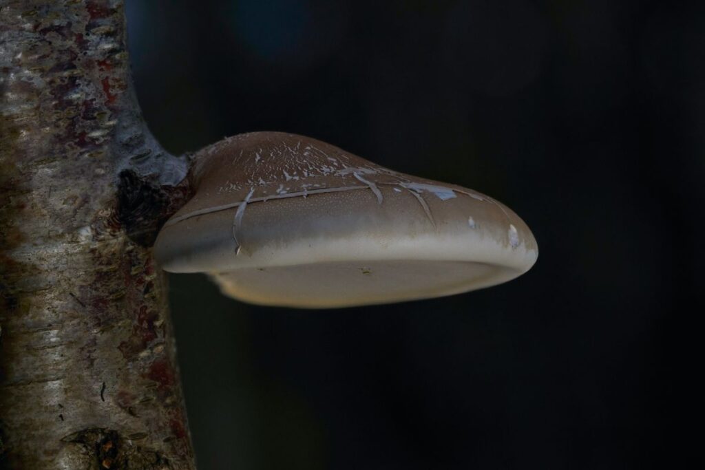 Birch Polypore: Identification, Foraging, and Uses - Mushroom Appreciation