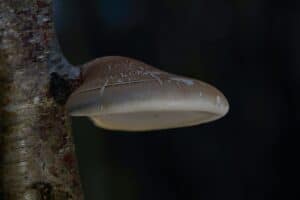 Birch Polypore: Identification, Foraging, and Uses - Mushroom Appreciation