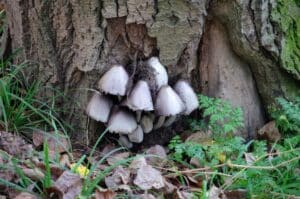 Inky Cap Mushrooms: Identification, Foraging, and Cooking - Mushroom ...