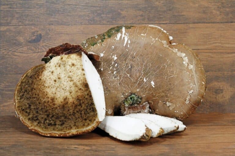 Birch Polypore: Identification, Foraging, and Uses - Mushroom Appreciation