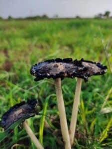 Inky Cap Mushrooms: Identification, Foraging, and Cooking - Mushroom ...