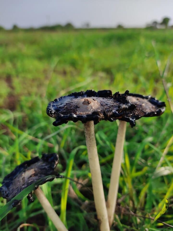 Inky Cap Mushrooms: Identification, Foraging, and Cooking - Mushroom ...