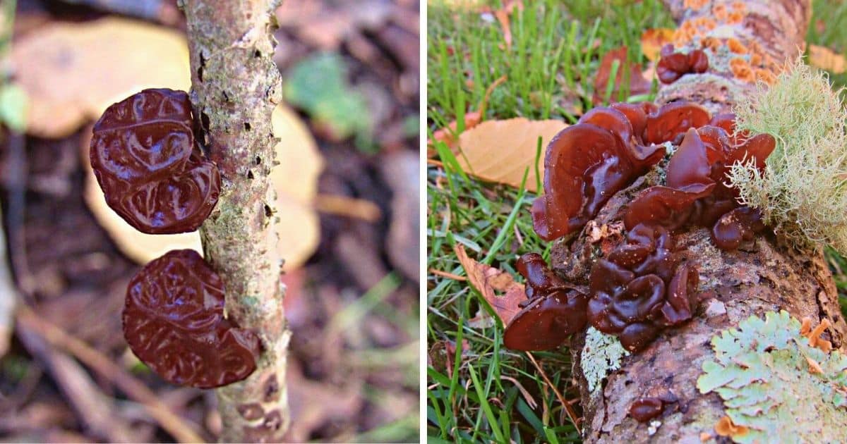 Amber Jelly Roll Fungus: Identification, Foraging, and Uses - Mushroom ...
