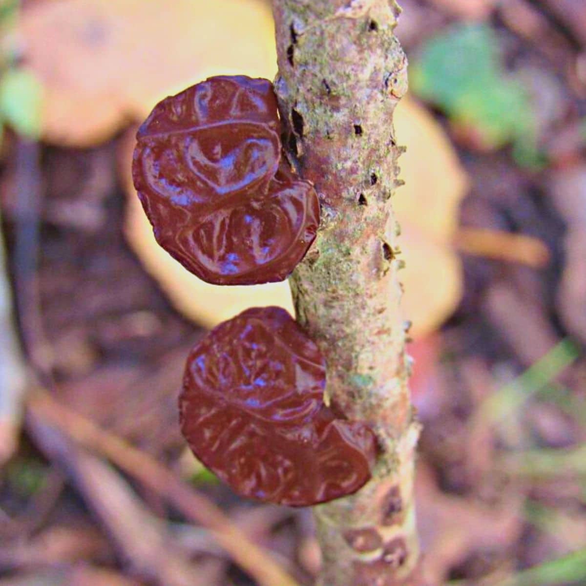 Mushroom Species - Mushroom Appreciation