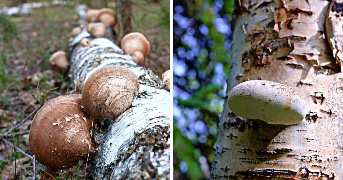 Birch Polypore: Identification, Foraging, and Uses - Mushroom Appreciation
