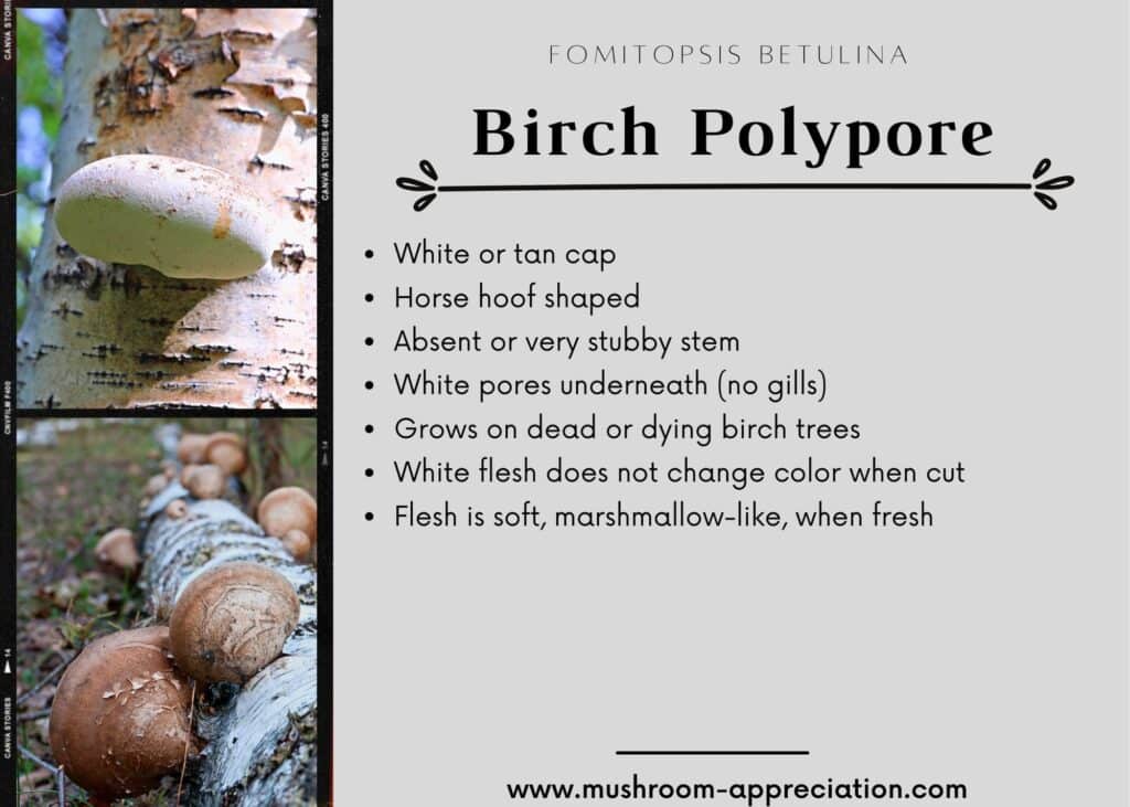 Birch Polypore: Identification, Foraging, and Uses - Mushroom Appreciation