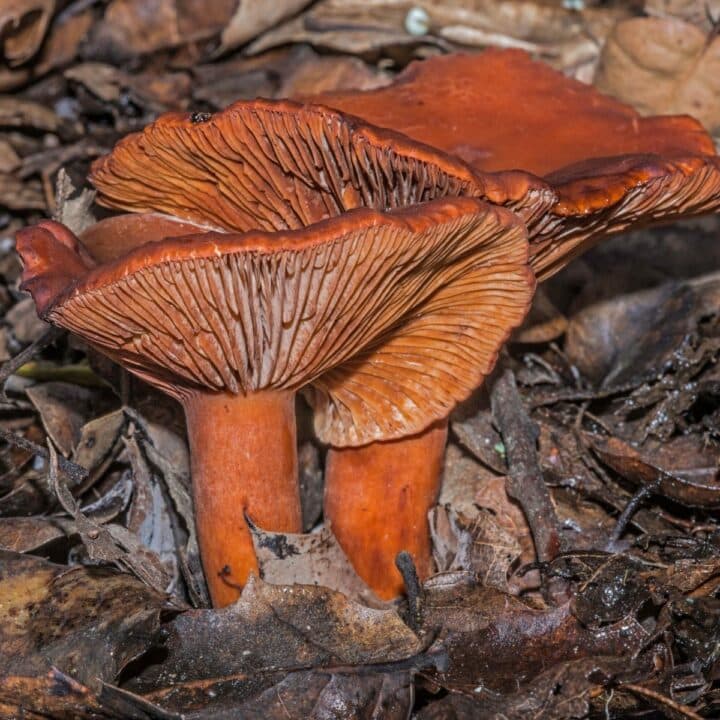 Mushroom Species - Mushroom Appreciation