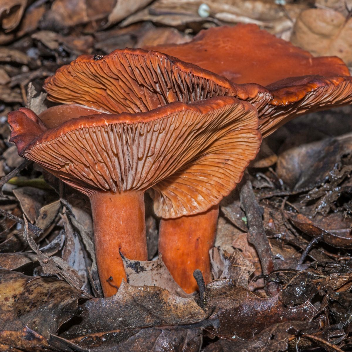 Mushroom Species - Mushroom Appreciation