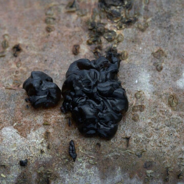 Amber Jelly Roll Fungus: Identification, Foraging, and Uses - Mushroom ...