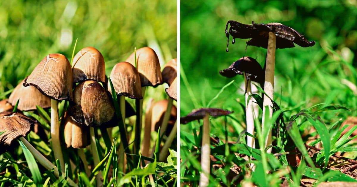 Inky Cap Mushrooms: Identification, Foraging, and Cooking - Mushroom ...