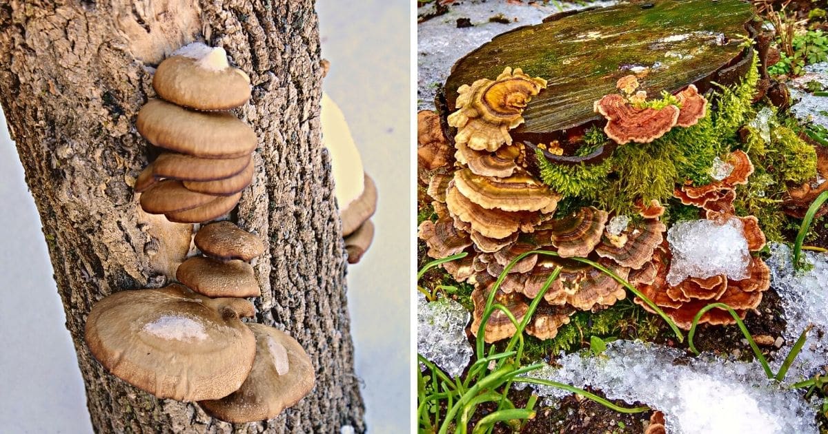 Winter Mushroom Foraging, By Region - Mushroom Appreciation