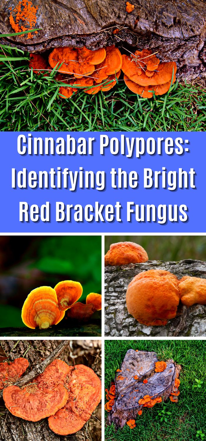 Cinnabar Polypores: Identifying the Bright Red Bracket Fungus ...