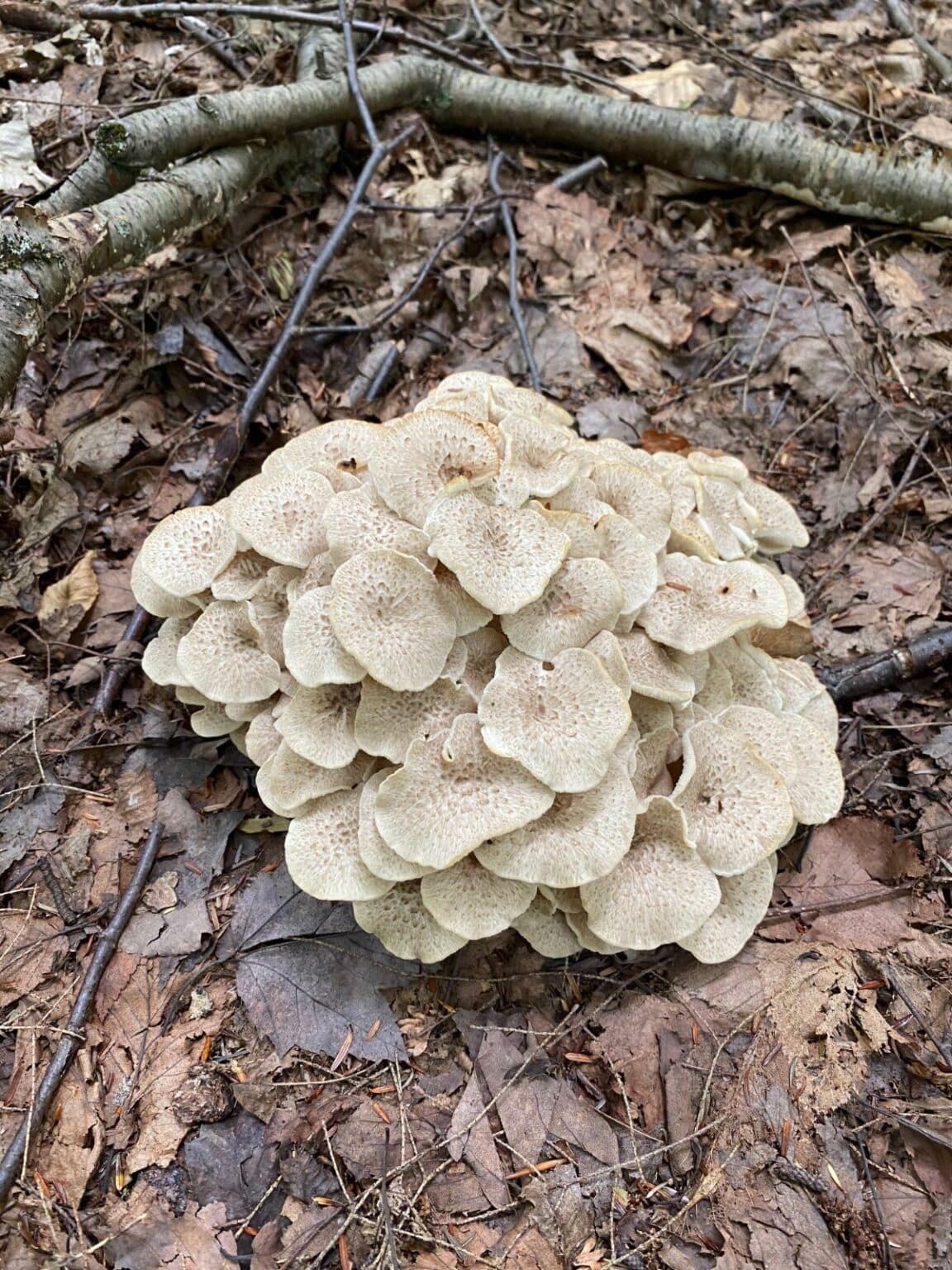 Umbrella Polypores; A Rare Delicacy: Identification and Foraging ...