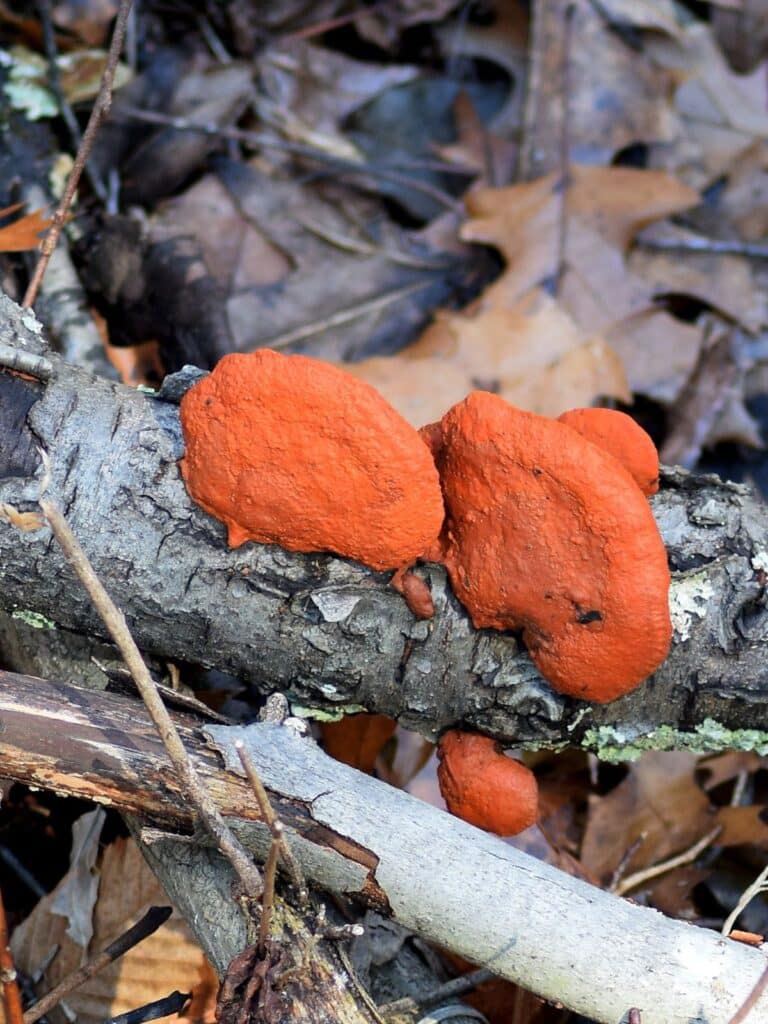 Cinnabar Polypores: Identifying the Bright Red Bracket Fungus ...