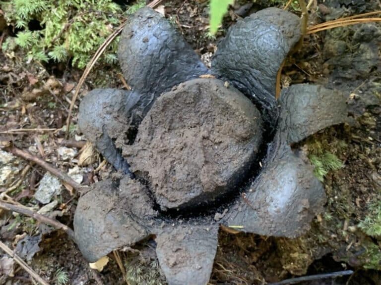 Earth Ball Fungi of North America: Identification and Species Guide ...