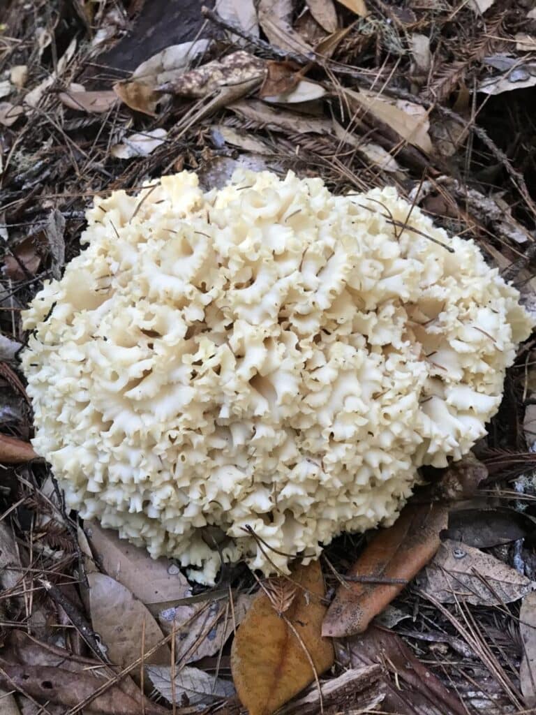 Cauliflower Mushrooms: Identification, Foraging, and Cooking - Mushroom ...