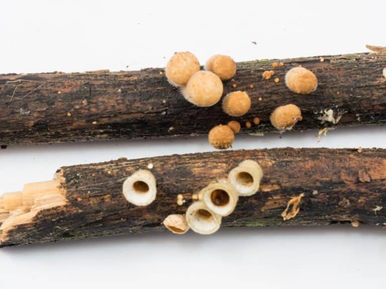 The Wild World of Bird's Nest Fungi: Identification Guide - Mushroom ...