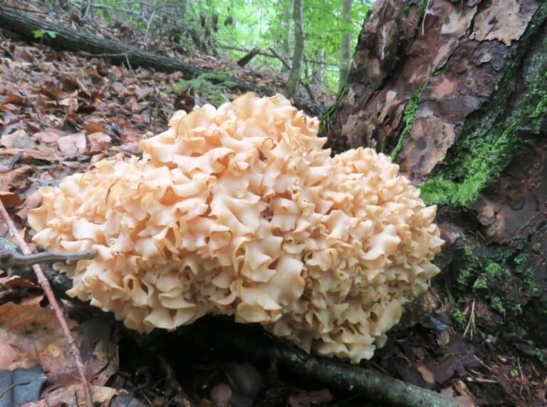 Cauliflower Mushrooms: Identification, Foraging, and Cooking - Mushroom ...