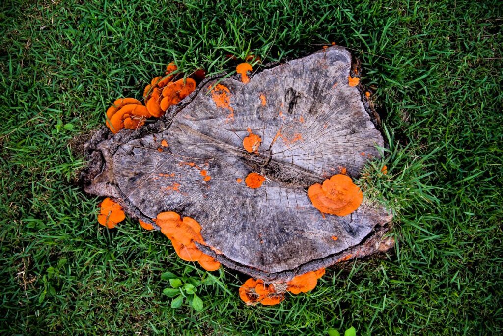 Cinnabar Polypores: Identifying the Bright Red Bracket Fungus ...