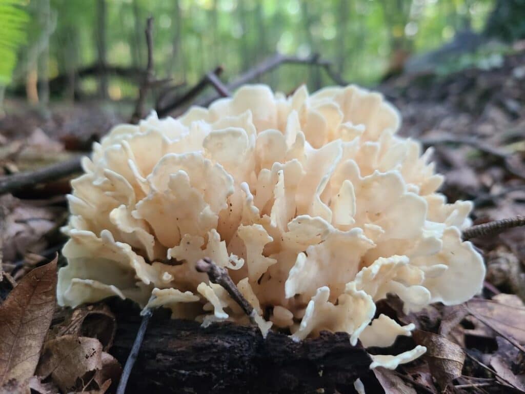 Cauliflower Mushrooms: Identification, Foraging, and Cooking - Mushroom ...