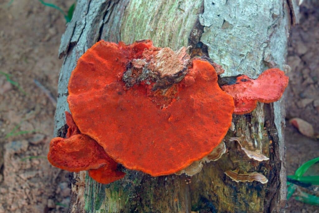 Cinnabar Polypores: Identifying the Bright Red Bracket Fungus ...