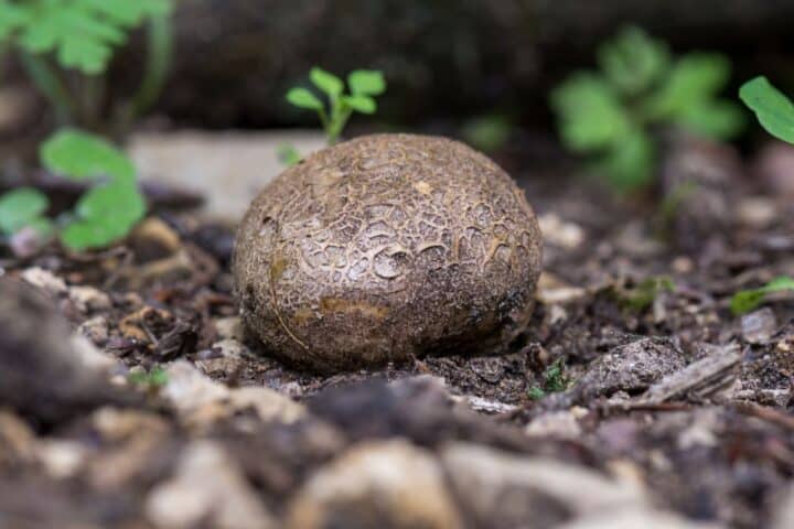 Earth Ball Fungi of North America: Identification and Species Guide ...