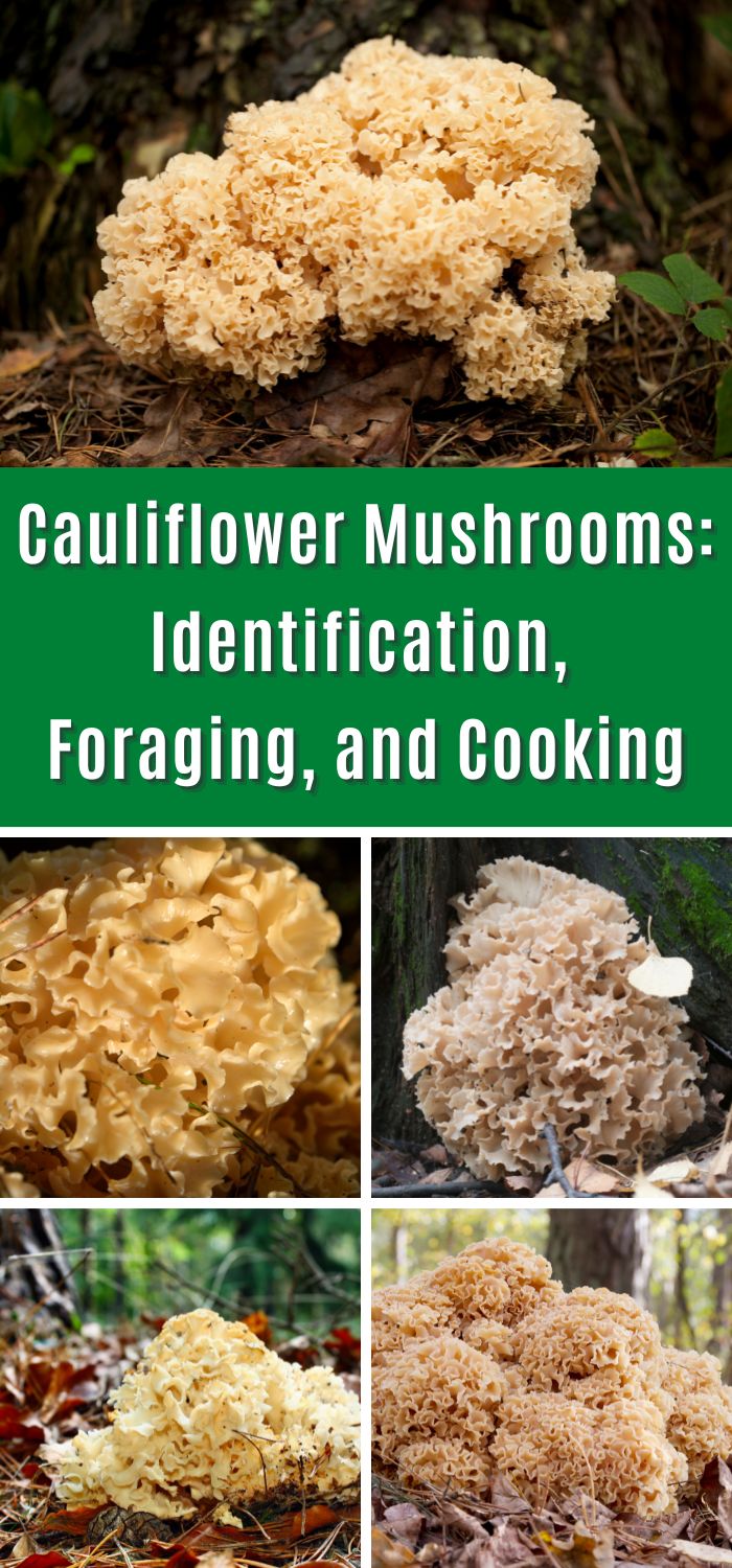 Cauliflower Mushrooms: Identification, Foraging, and Cooking - Mushroom ...