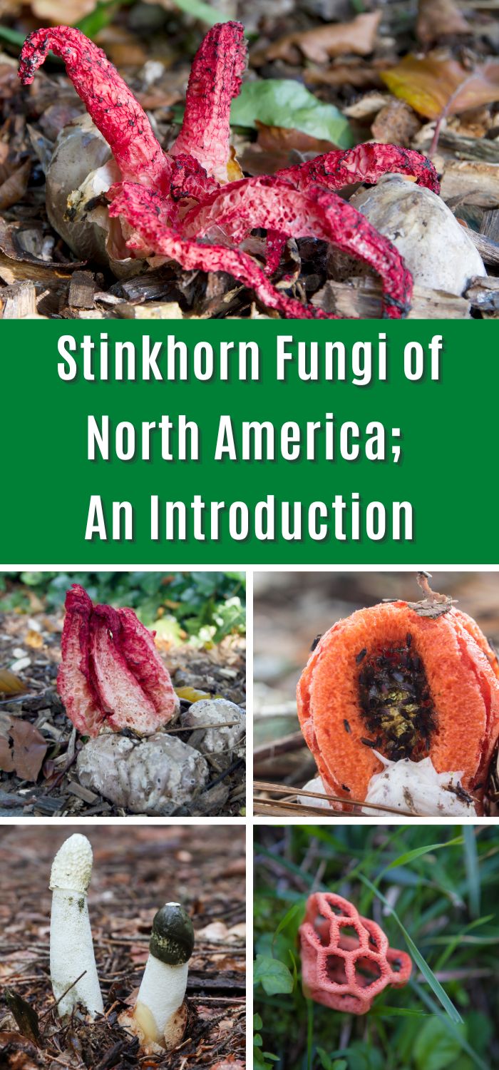Stinkhorn Fungi of North America; An Introduction - Mushroom Appreciation
