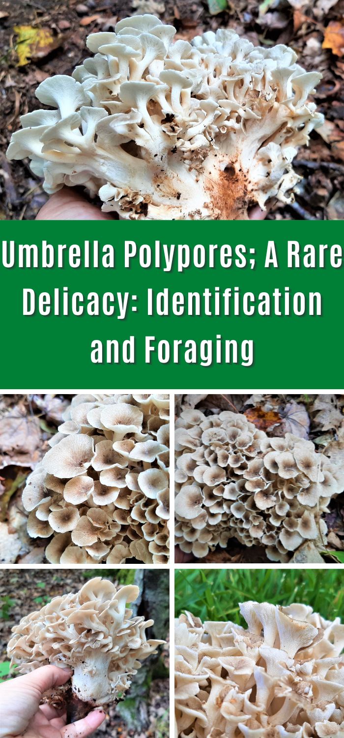 Umbrella Polypores; A Rare Delicacy: Identification and Foraging ...
