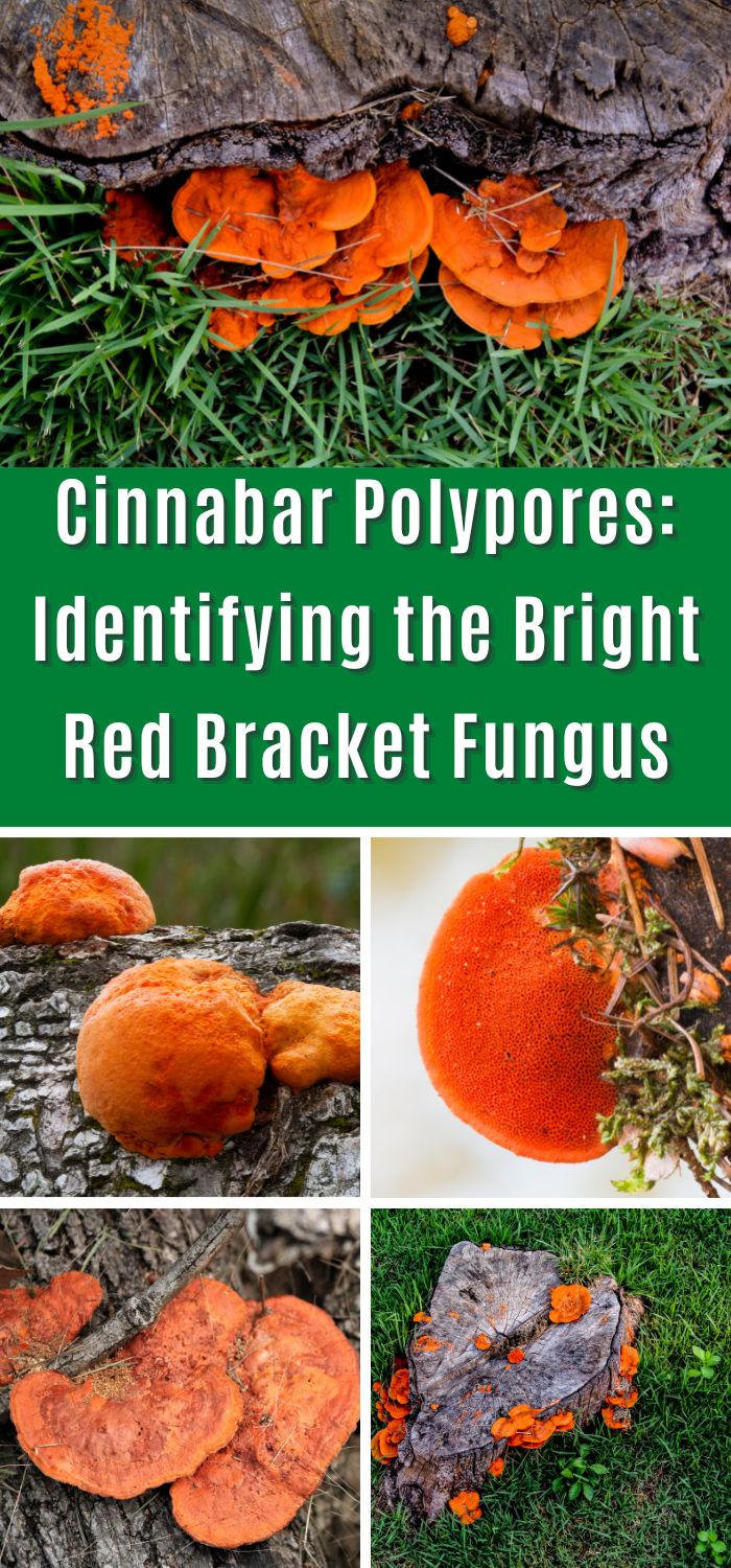 Cinnabar Polypores: Identifying the Bright Red Bracket Fungus ...