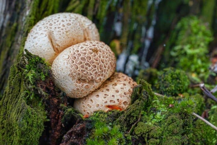 Earth Ball Fungi of North America: Identification and Species Guide ...
