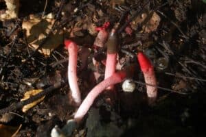 Stinkhorn Fungi of North America; An Introduction - Mushroom Appreciation