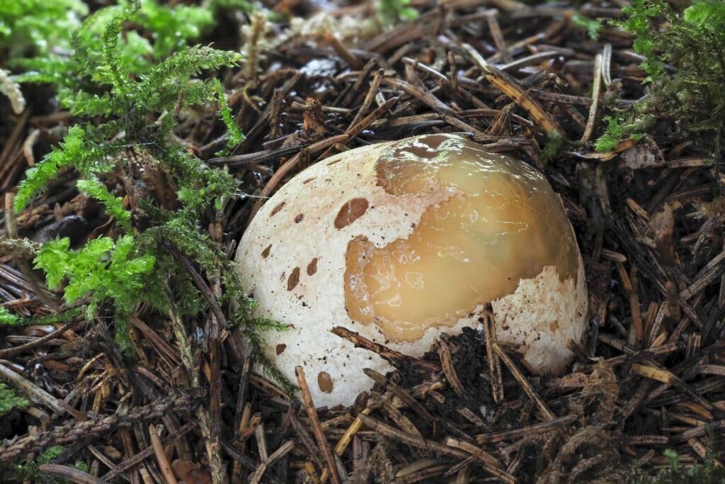 The False Puffball: Identification and Edibility Guide - Mushroom ...
