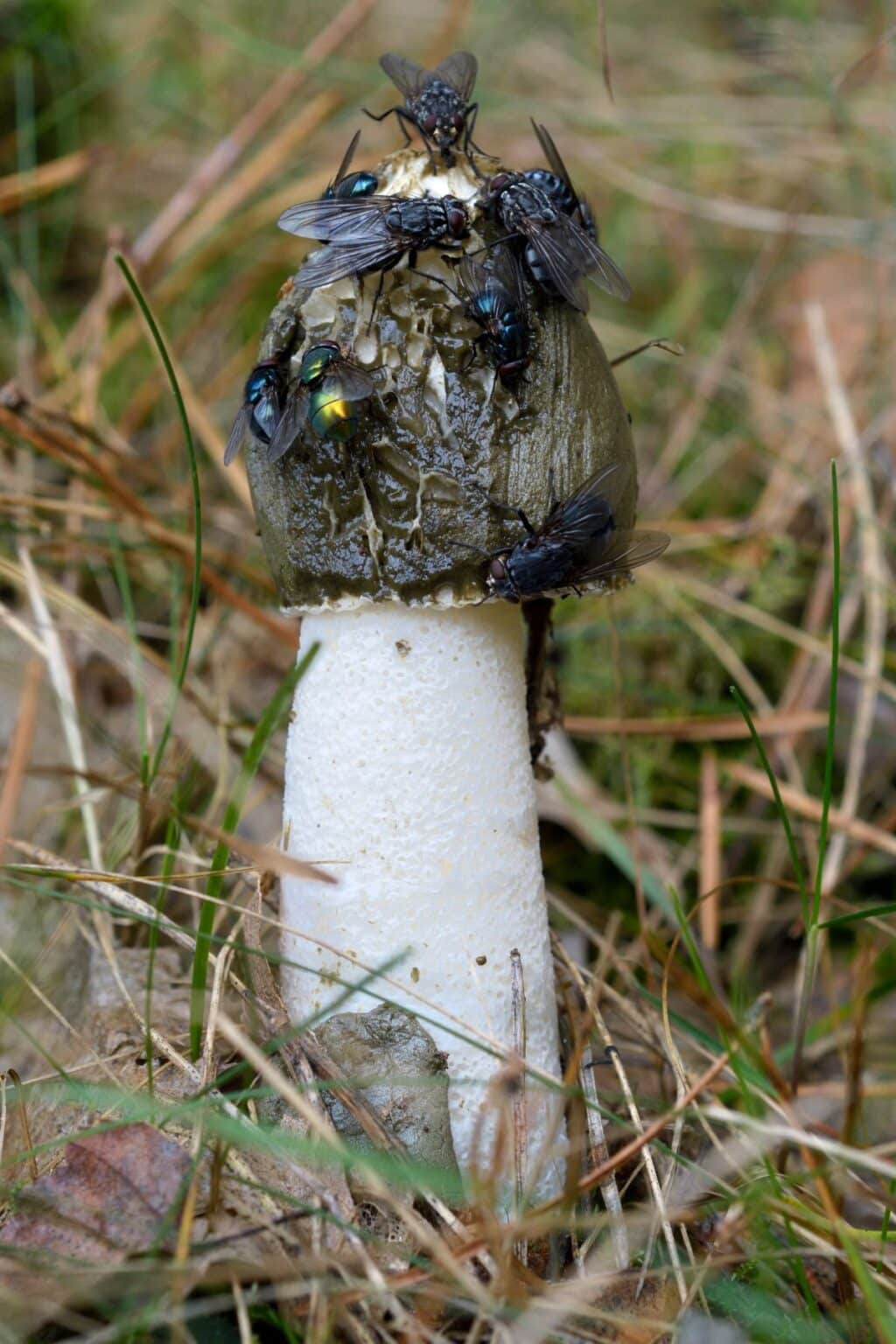 Stinkhorn Fungi of North America; An Introduction - Mushroom Appreciation