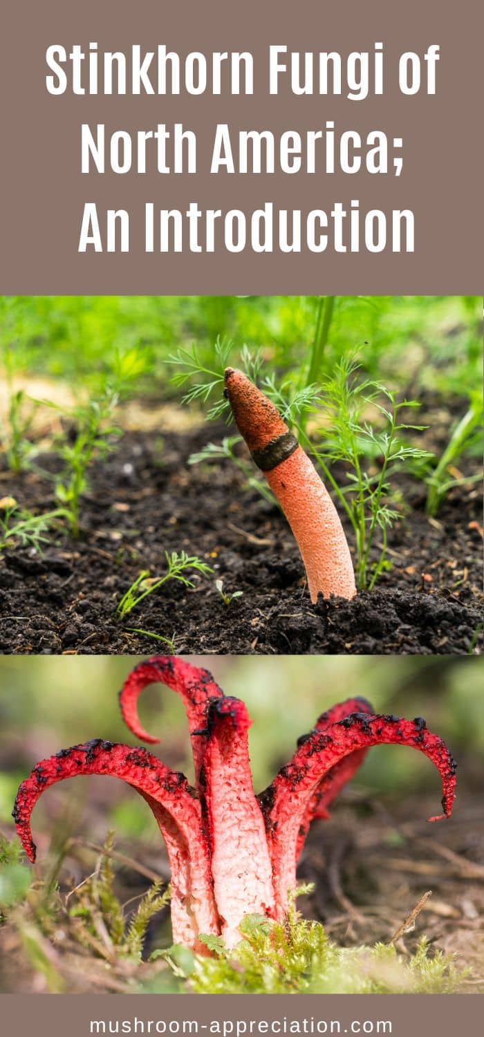 Stinkhorn Fungi Of North America An Introduction Mushroom Appreciation
