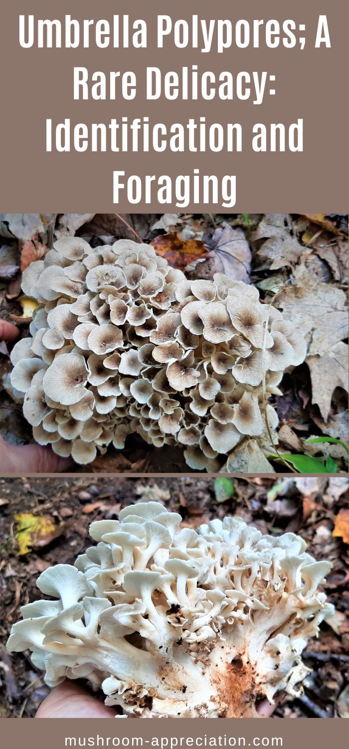 Umbrella Polypores; A Rare Delicacy: Identification and Foraging ...