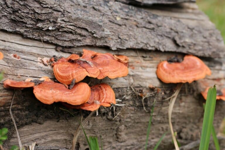 Cinnabar Polypores: Identifying the Bright Red Bracket Fungus ...