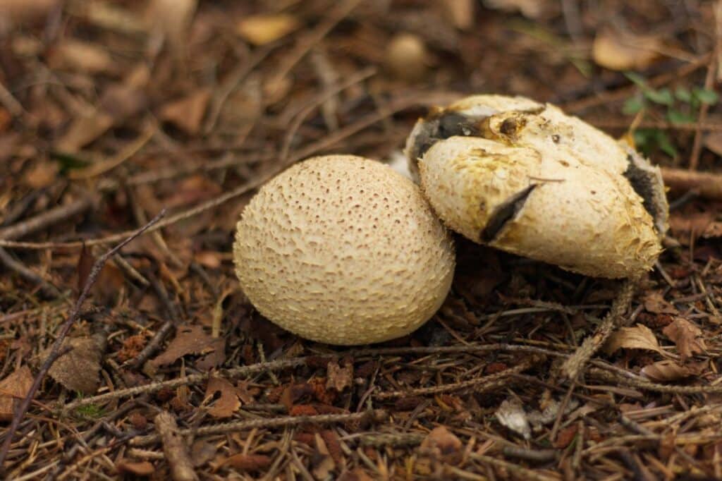 Earth Ball Fungi of North America: Identification and Species Guide ...