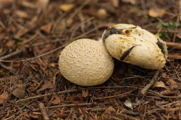 Earth Ball Fungi of North America: Identification and Species Guide ...