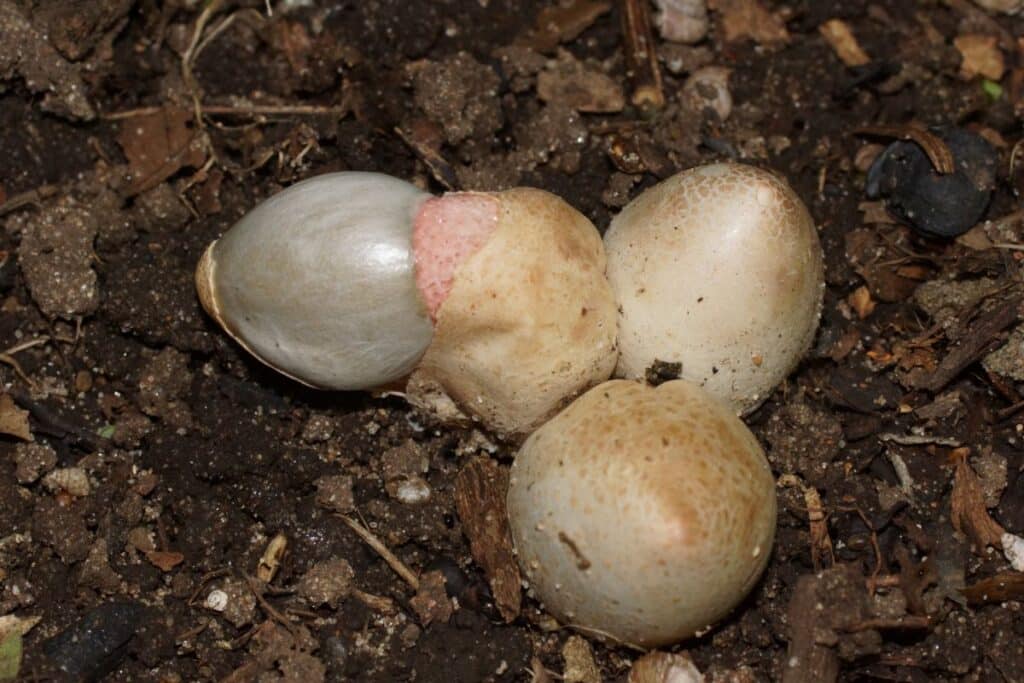Stinkhorn Fungi of North America; An Introduction - Mushroom Appreciation