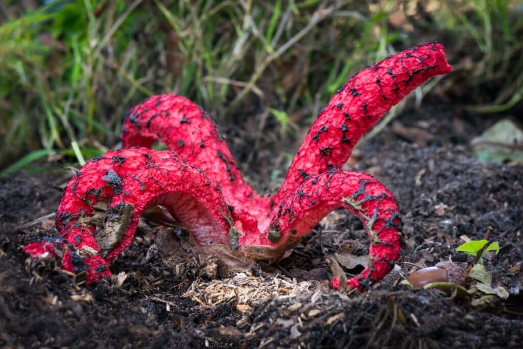 12 Spectacular Red Fungi in North America - Mushroom Appreciation
