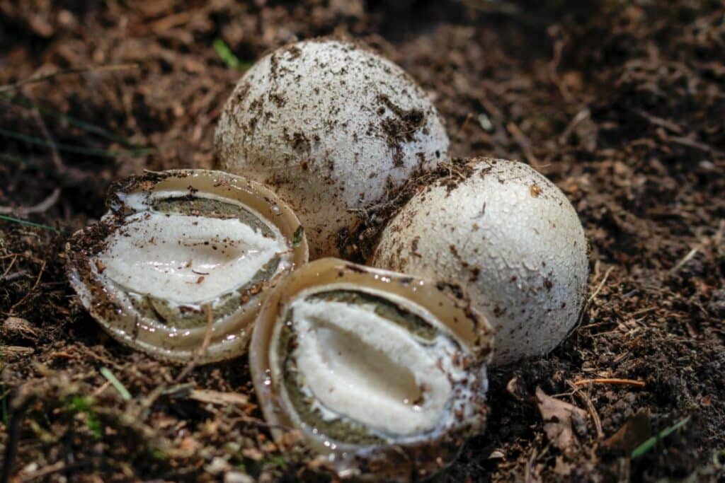 Stinkhorn Fungi of North America; An Introduction - Mushroom Appreciation