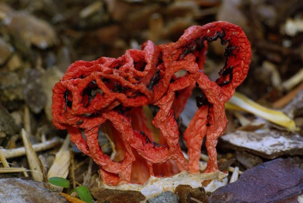 12 Spectacular Red Fungi in North America - Mushroom Appreciation