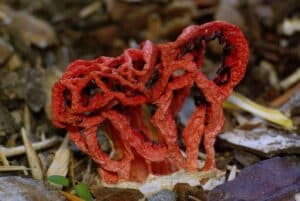 12 Spectacular Red Fungi in North America - Mushroom Appreciation