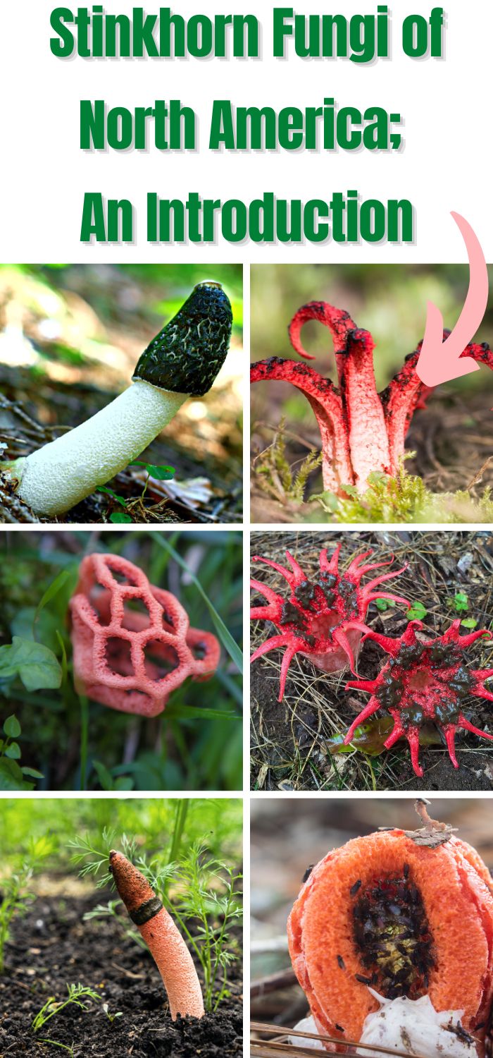 Stinkhorn Fungi of North America; An Introduction - Mushroom Appreciation