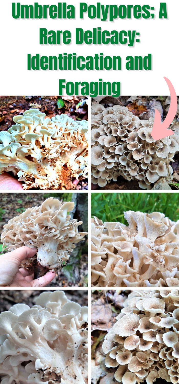 Umbrella Polypores; A Rare Delicacy: Identification and Foraging ...