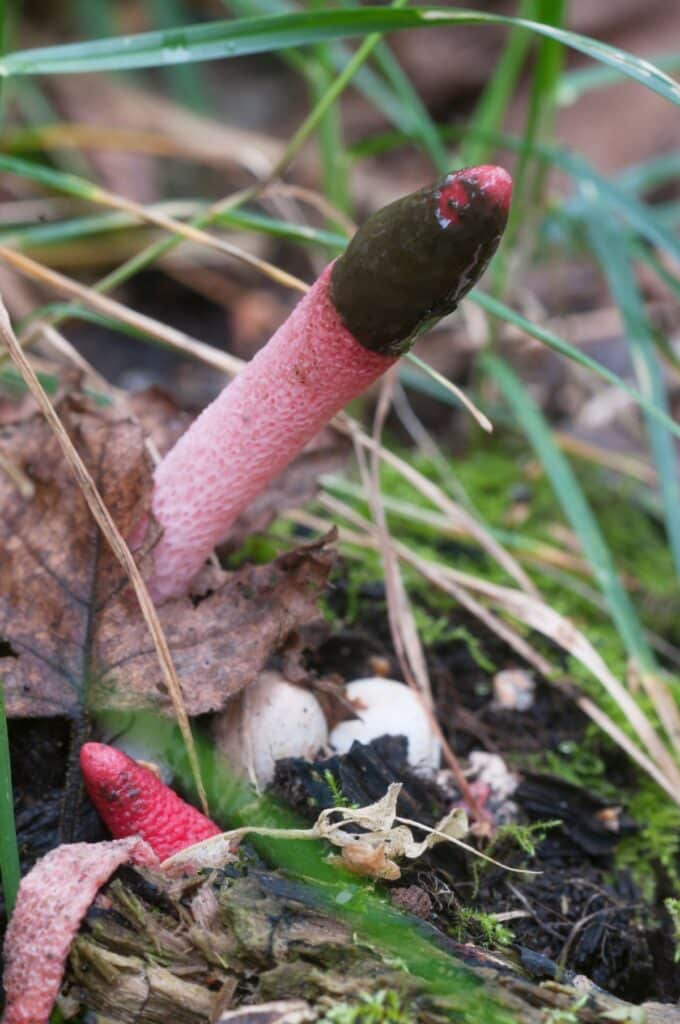 Stinkhorn Fungi of North America; An Introduction - Mushroom Appreciation
