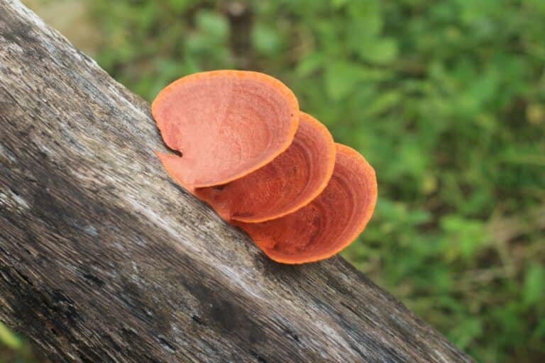 Cinnabar Polypores: Identifying the Bright Red Bracket Fungus ...