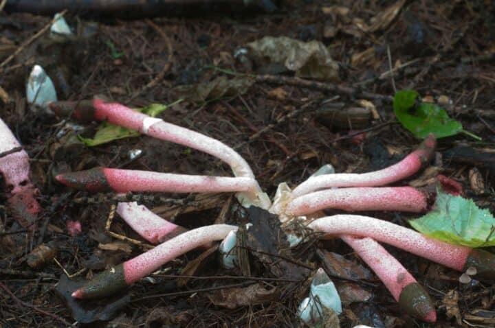 Stinkhorn Fungi of North America; An Introduction - Mushroom Appreciation